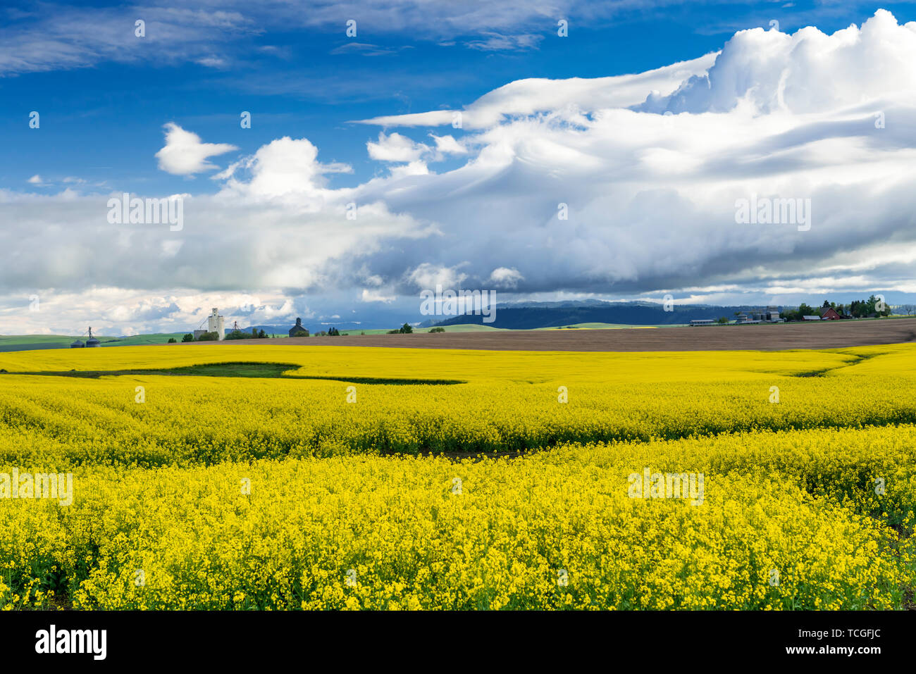 A blooming canola field near Grangeville, Idaho, USA, America Stock ...