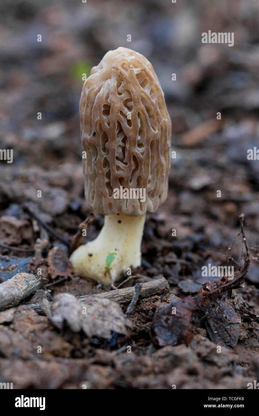 Morchella Conica Stock Photos & Morchella Conica Stock Images - Alamy