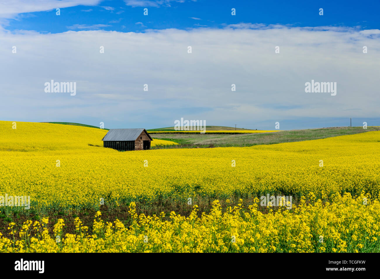 A blooming canola field near Grangeville, Idaho, USA, America Stock ...