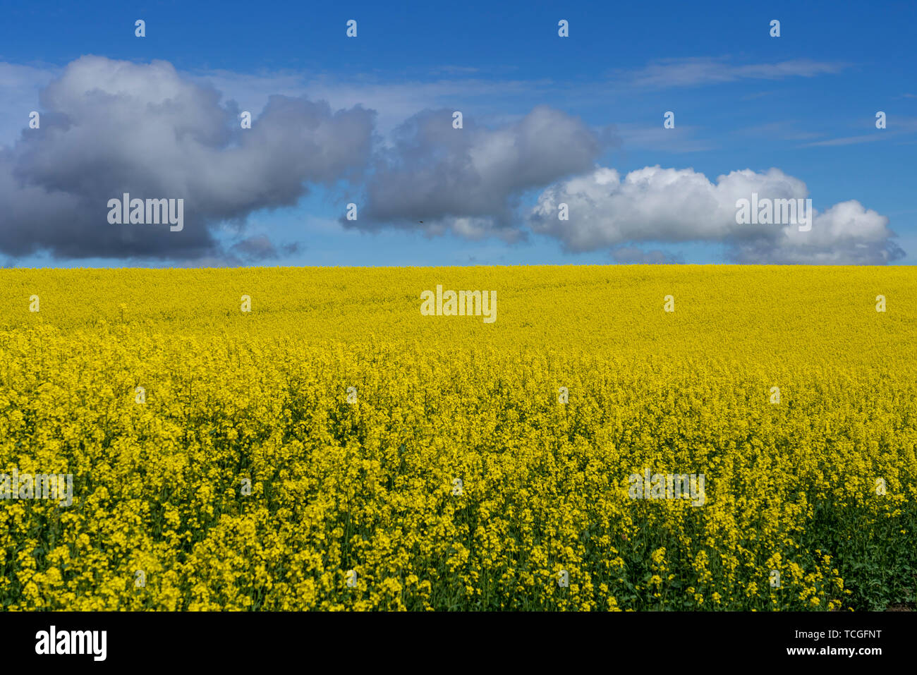 A blooming canola field near Grangeville, Idaho, USA, America Stock ...