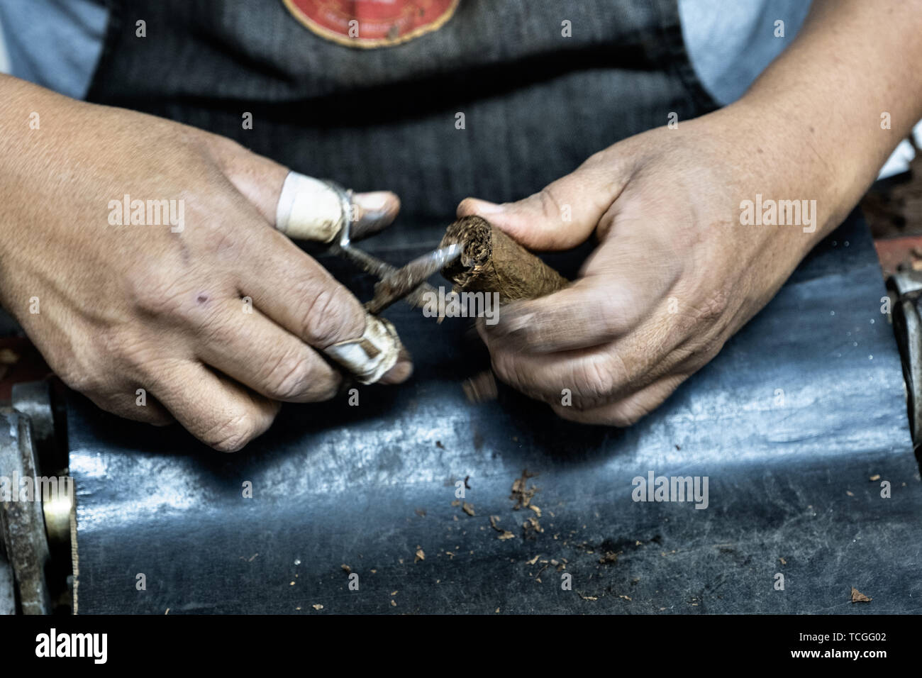 A cigarmaker called a torcedor trims the ends of a fine cigar at the ...