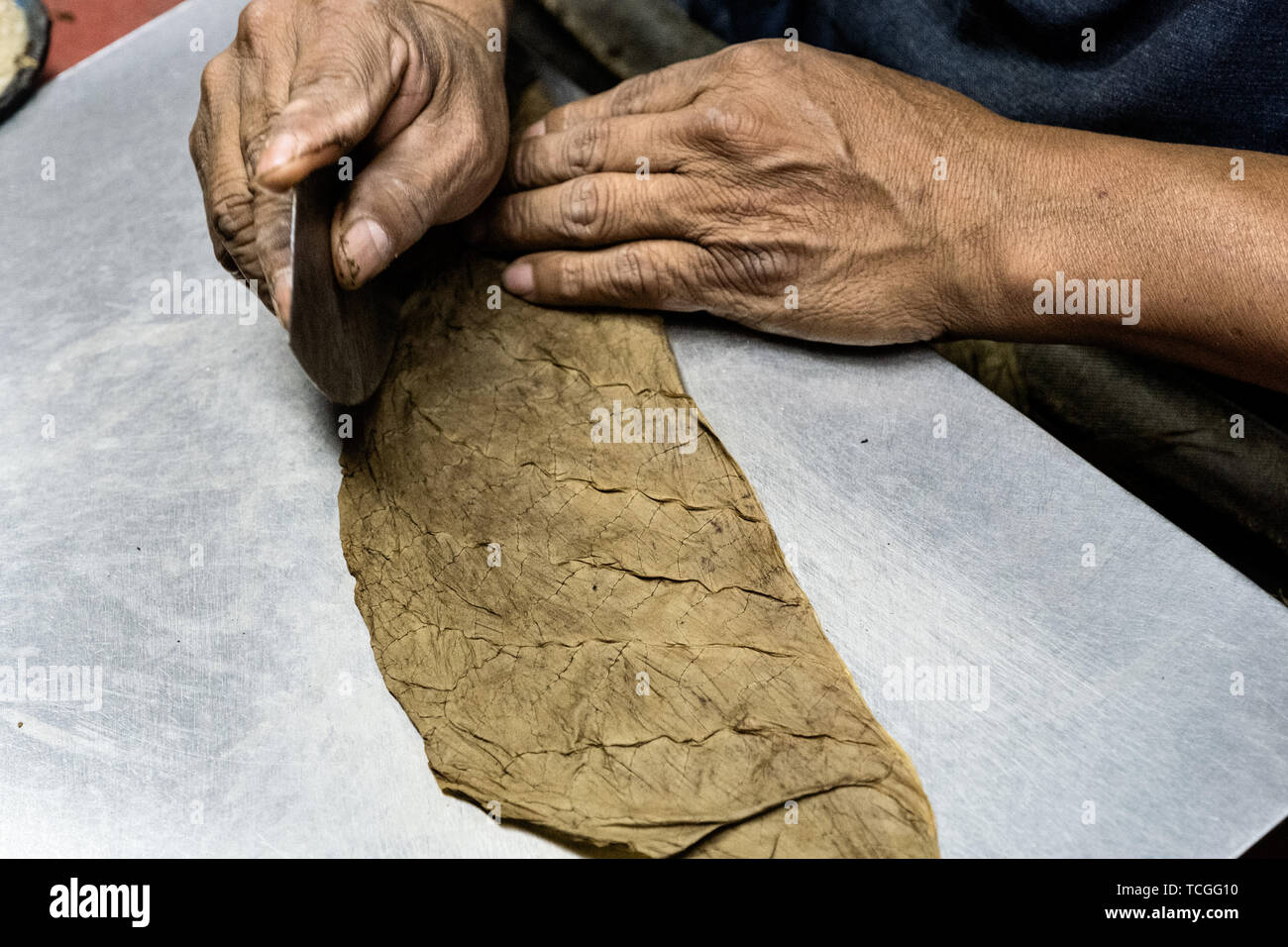 A master cigarmaker called a torcedor begins the process of hand ...
