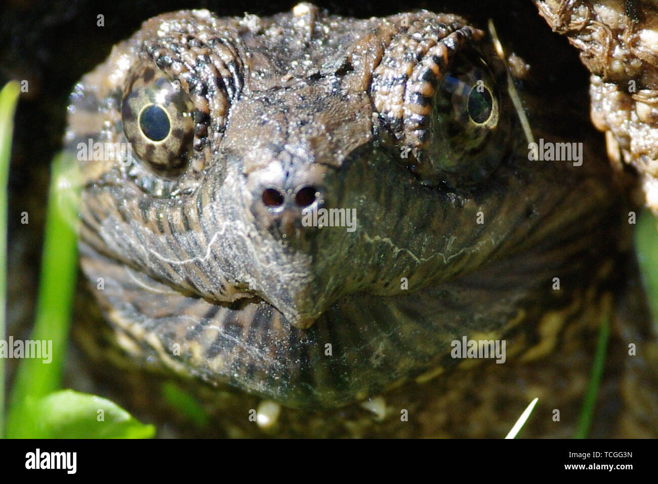 Snapping turtle portrait near Minnesota River Stock Photo - Alamy