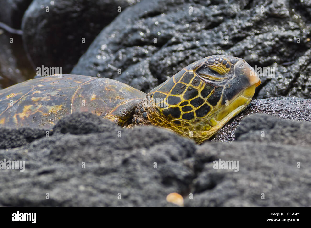 Green turtle on shoreline of Big Island Stock Photo - Alamy
