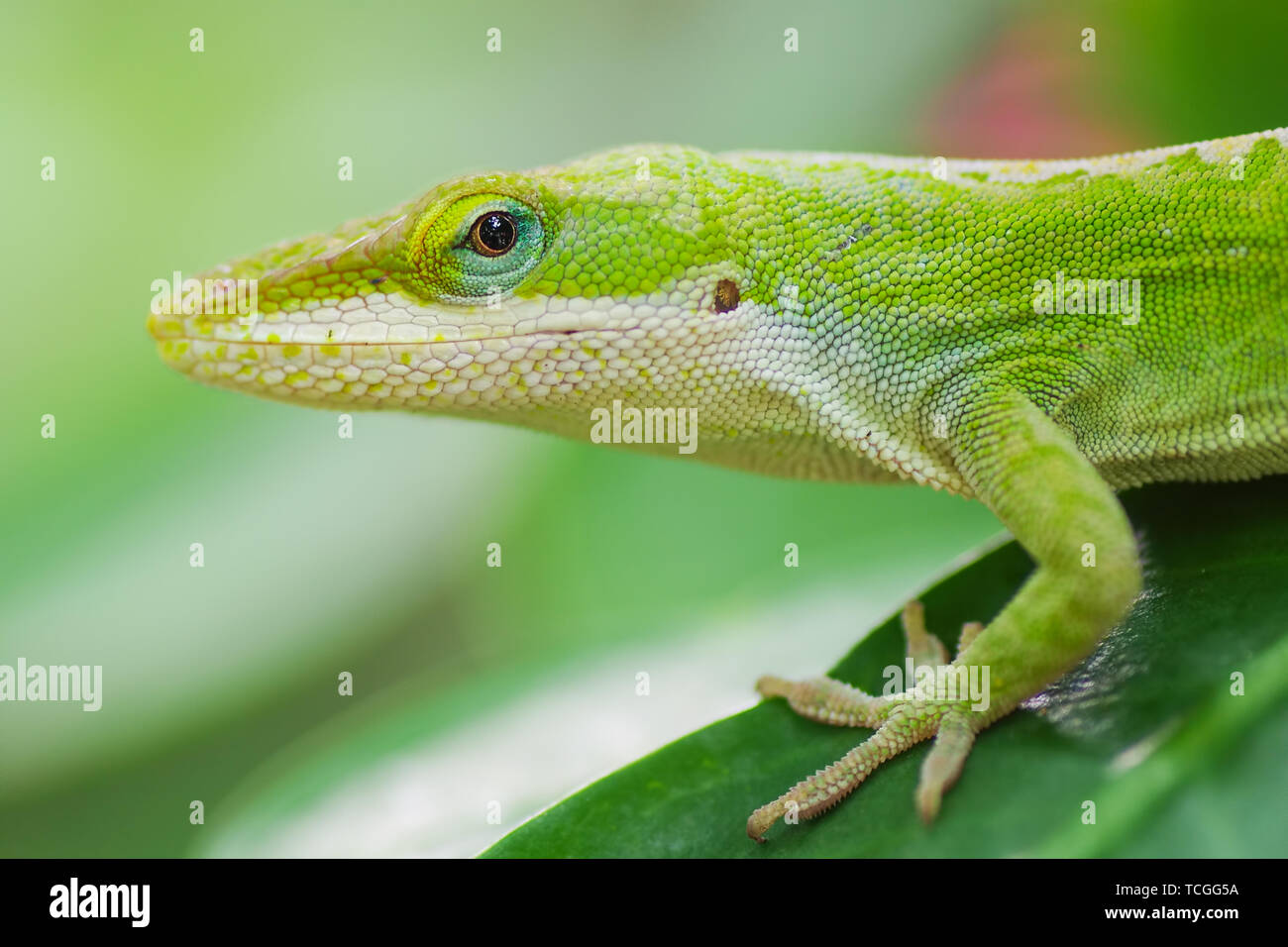 Big anole hi-res stock photography and images - Alamy