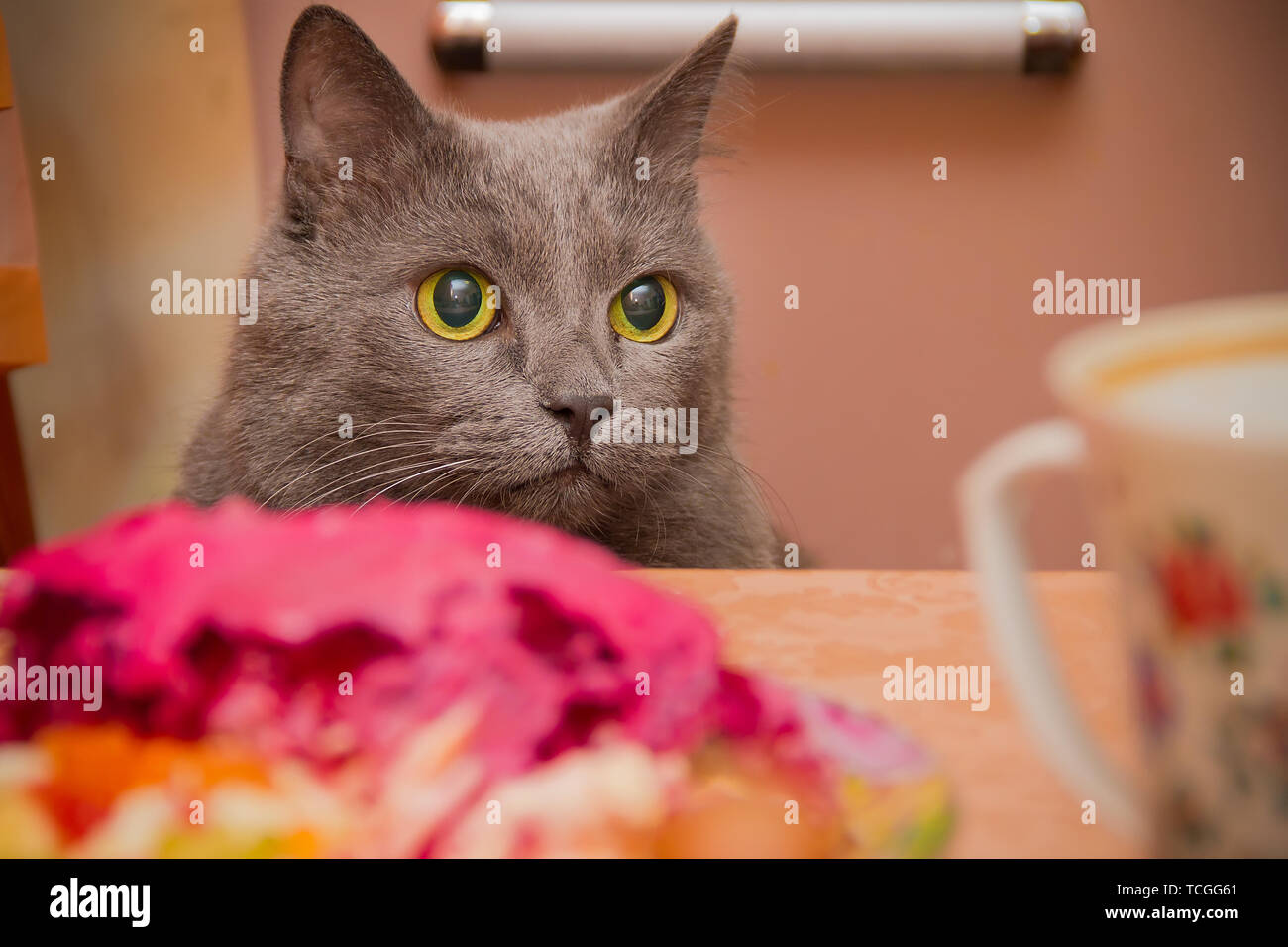 Cute pussycat hi-res stock photography and images - Alamy