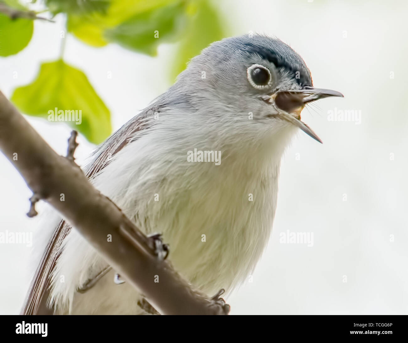 Grey gnatcatcher hi-res stock photography and images - Alamy