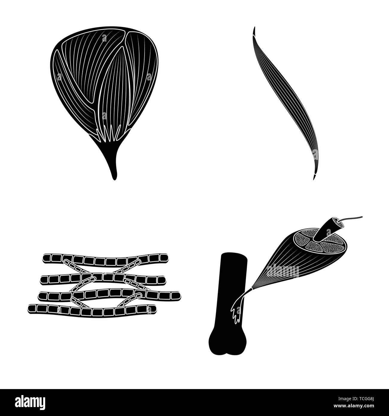 Isolated object of human and body symbol. Collection of human and cells ...