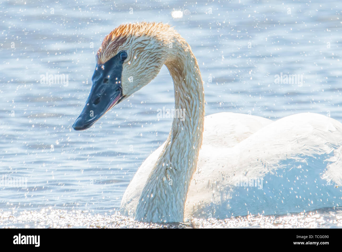 Trumpeter swan shaking head and shaking off water that shimmers in the ...