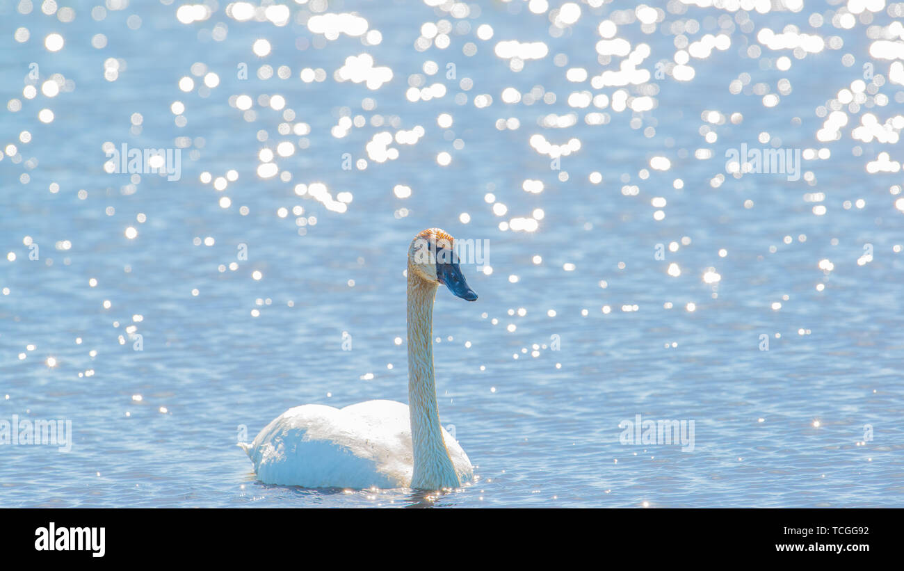 Trumpeter swan with beautiful sunlit shimmering water in the background ...