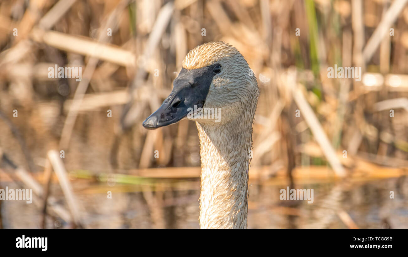 Closeup portrait of trumpeter swan head with detail of beautiful ...