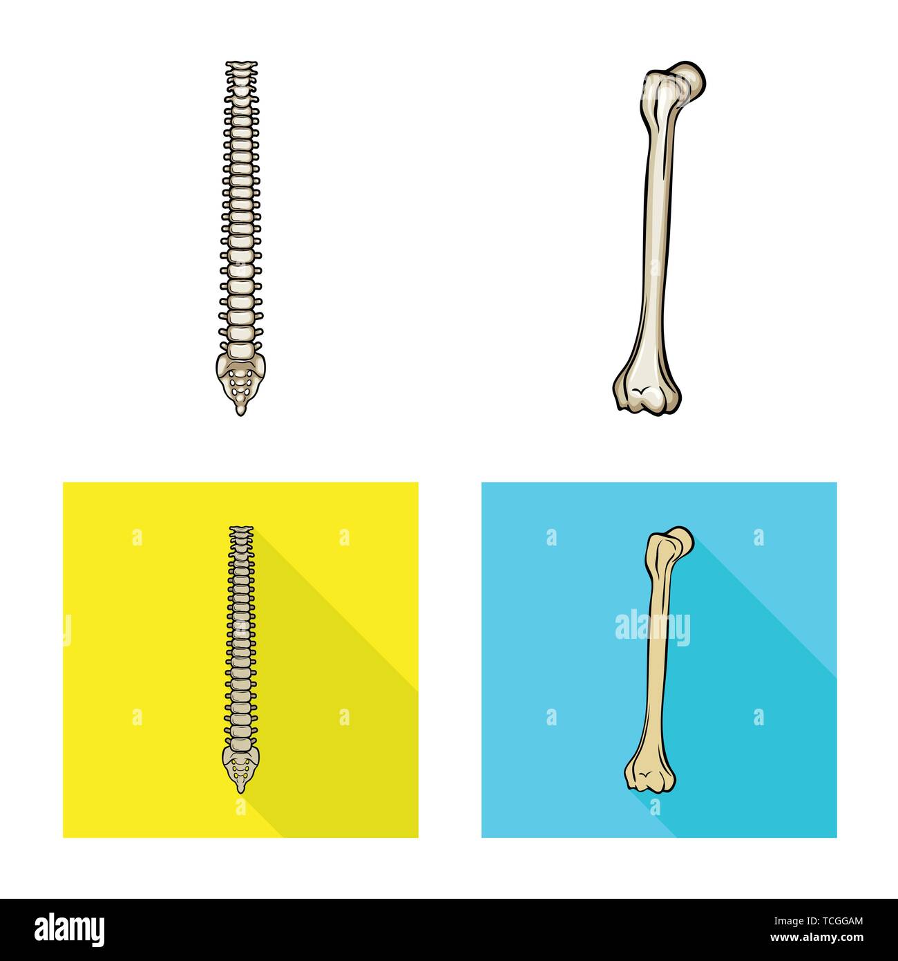 spine,chiropractic,broken,backbone,fibula,spinal,shin,osteoporosis ...