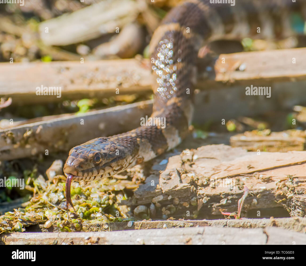 Northern water snake on shoreline near the Minnesota River Stock Photo ...