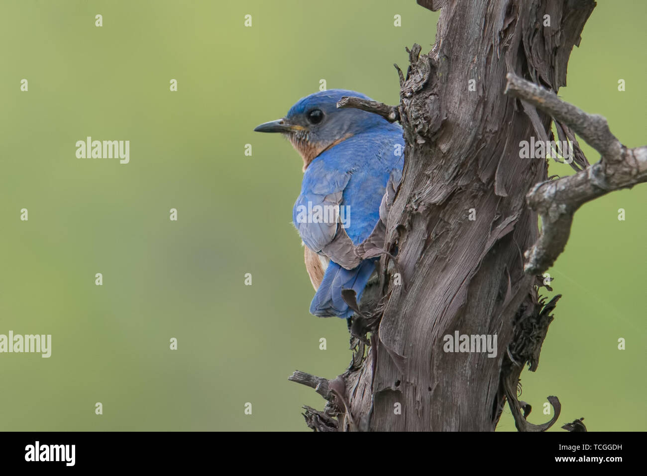 Eastern bluebird on tree branch Stock Photo - Alamy
