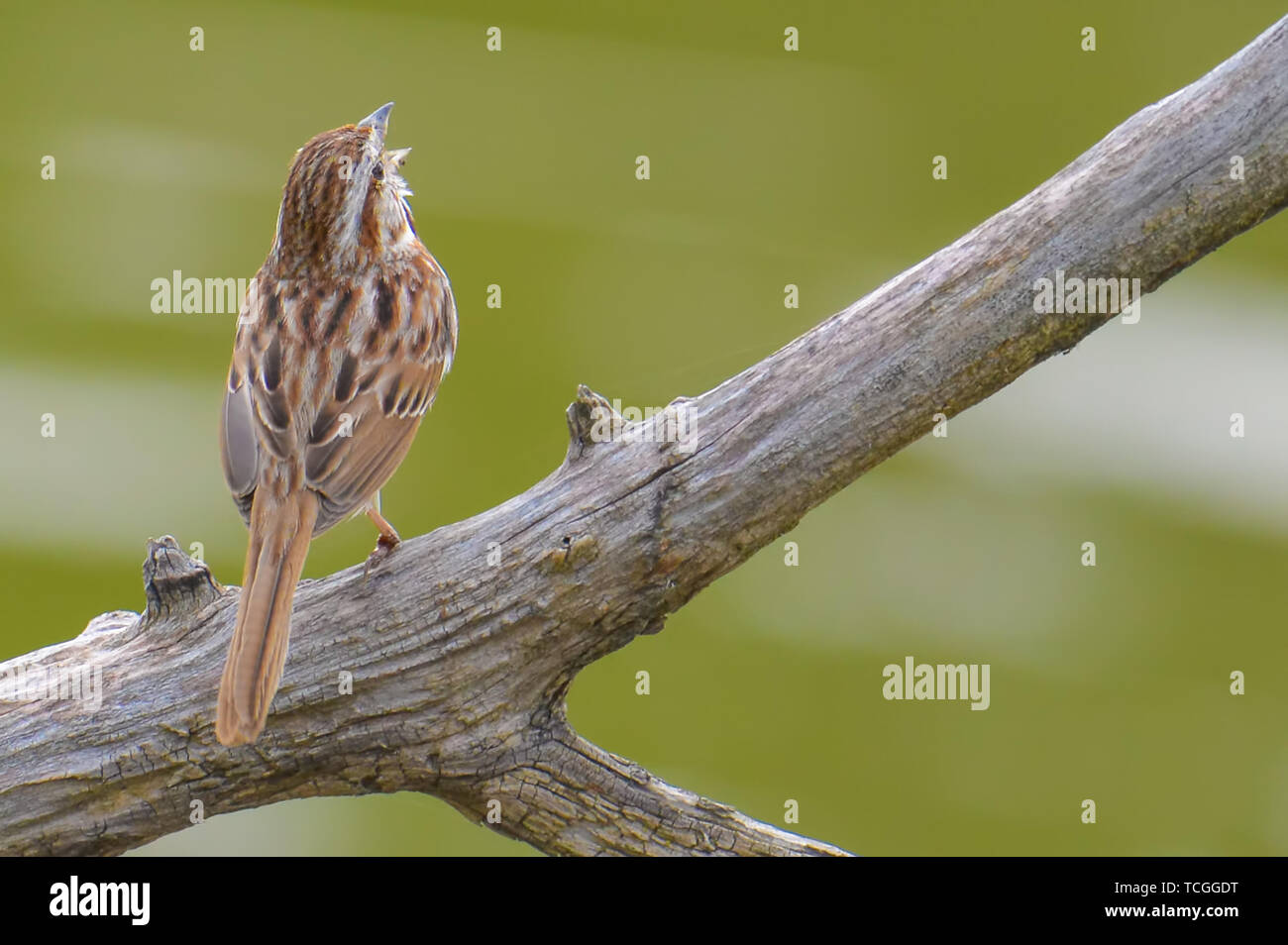 Singing on branch hi-res stock photography and images - Alamy