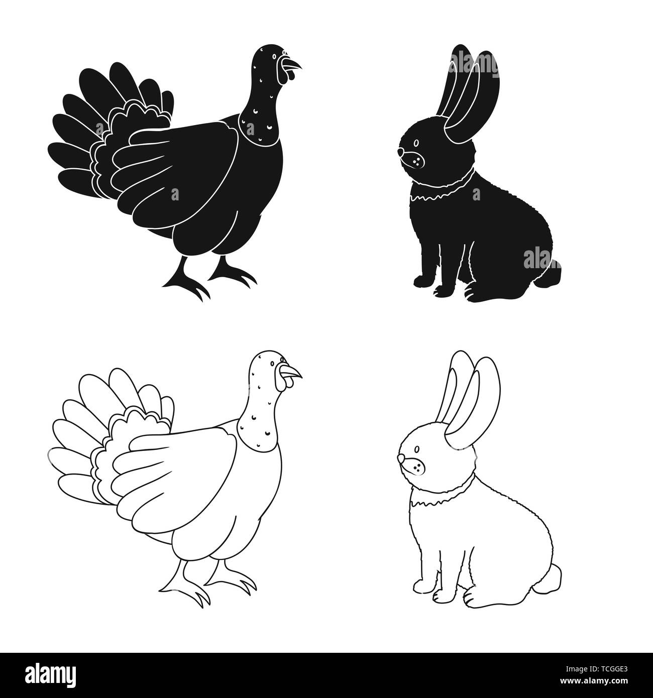 turkey,rabbit,bird,pet,funny,animal,thanksgiving,bunny,festival,meat ...