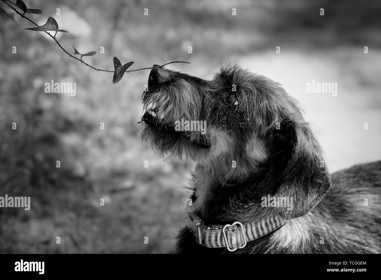 Smooth haired dachshund puppy Black and White Stock Photos & Images - Alamy