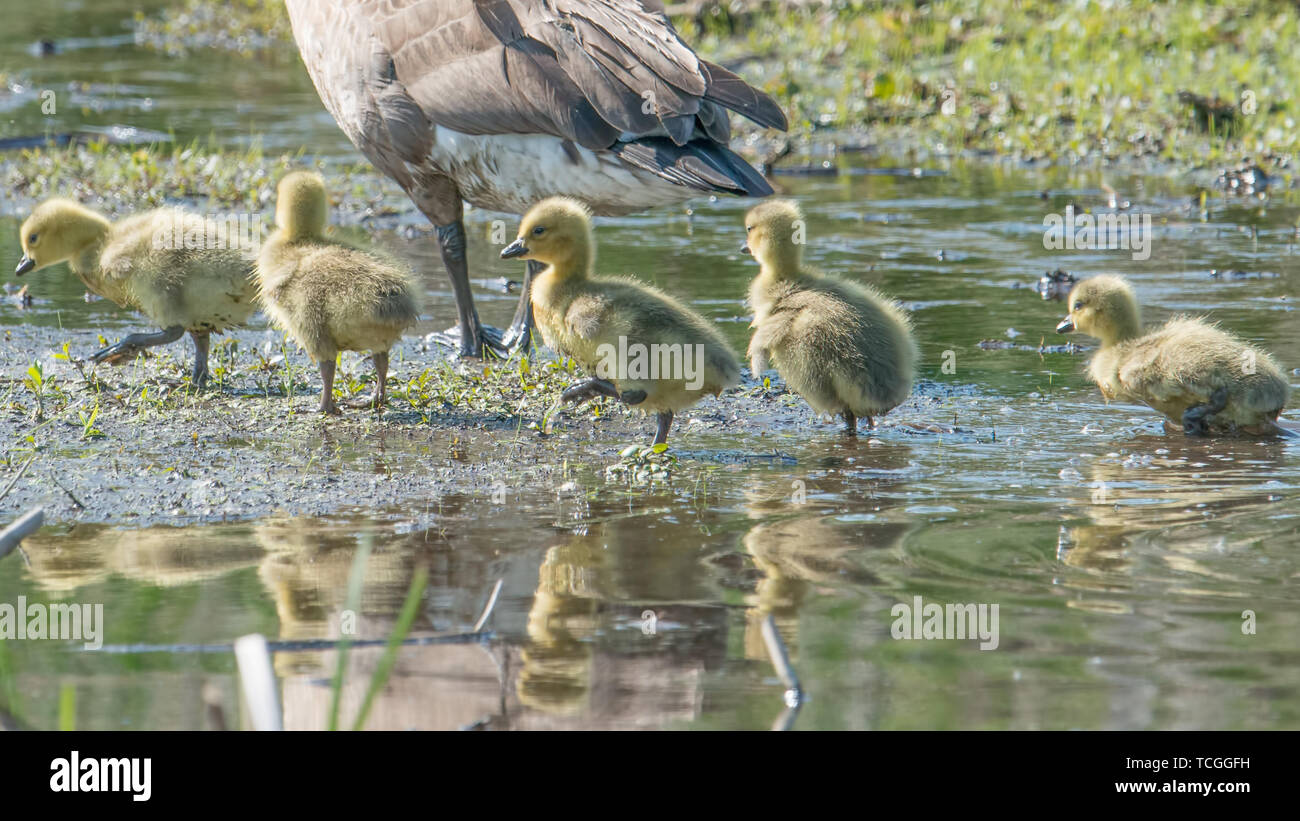 Canada geese parents and chicks in a wetland wildlife area in Minnesota ...