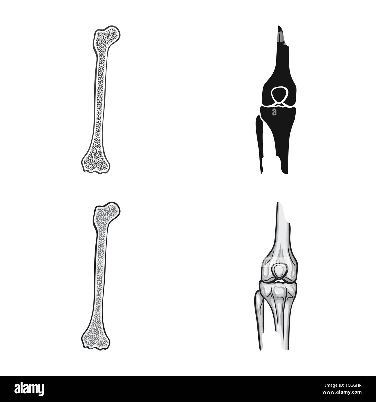 Leg Bone Clipart