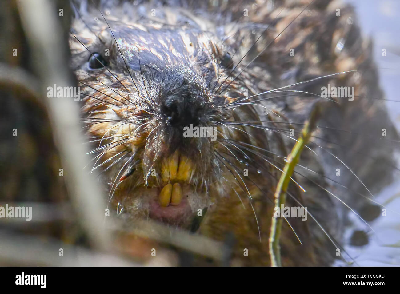 Muskrat Teeth