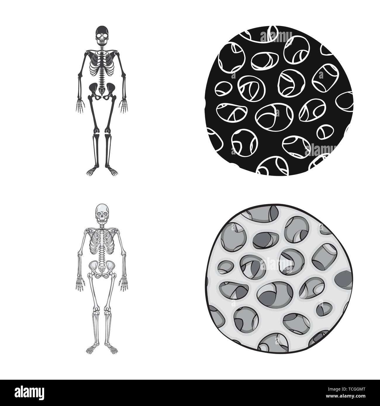 musculoskeletal,fiber,scientific,healthy,skeletal,system,muscle,body ...