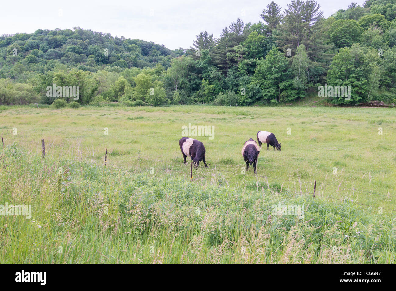 Oreo cows hi-res stock photography and images - Alamy