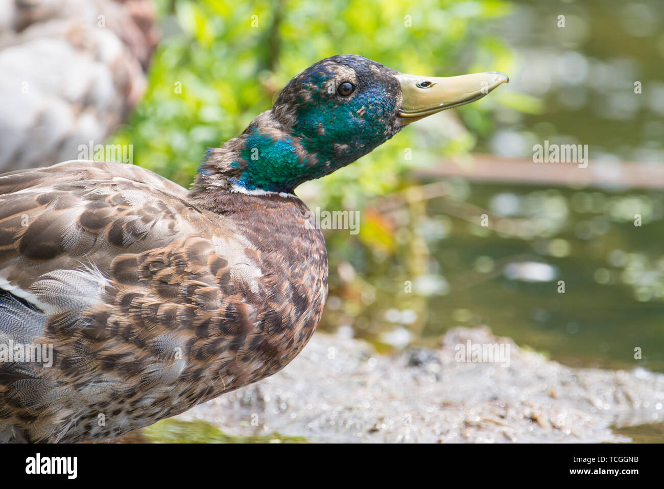 Closeup of a likely juvenile male mallard duck molting feathers ...