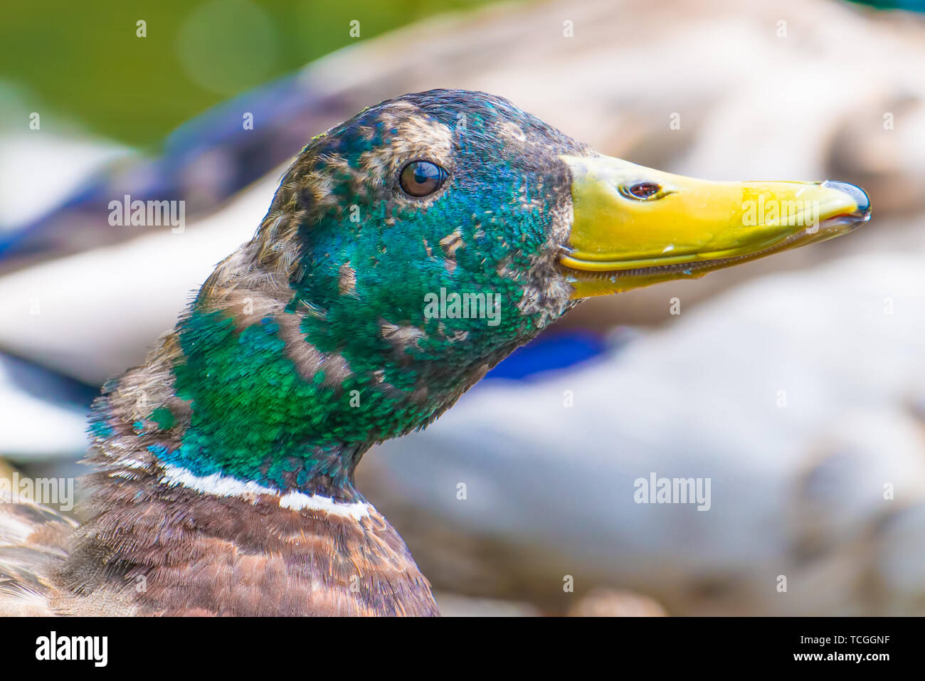 Closeup of a likely juvenile male mallard duck molting feathers ...