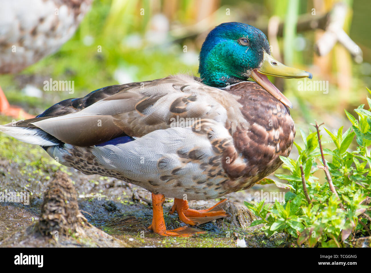 Closeup of a male mallard duck with iridescent green head - taken in ...