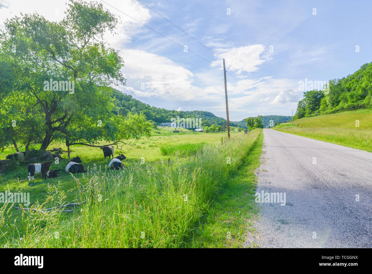 Oreo cows (I believe Buelingo) foraging and living in the beautiful ...