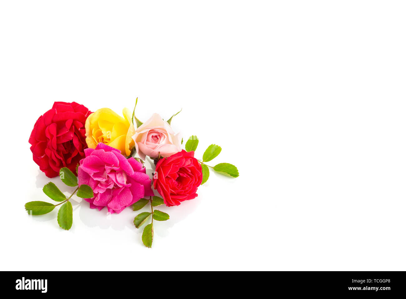 Group of Roses isolated on white background. Roses composition for ...