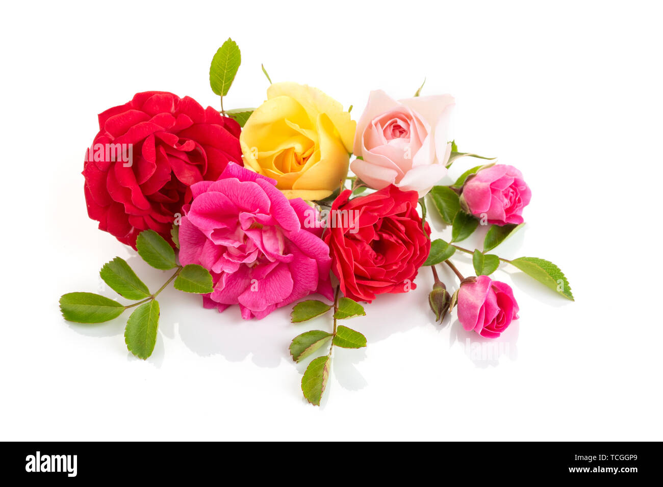 Group of Roses isolated on white background. Roses composition for ...