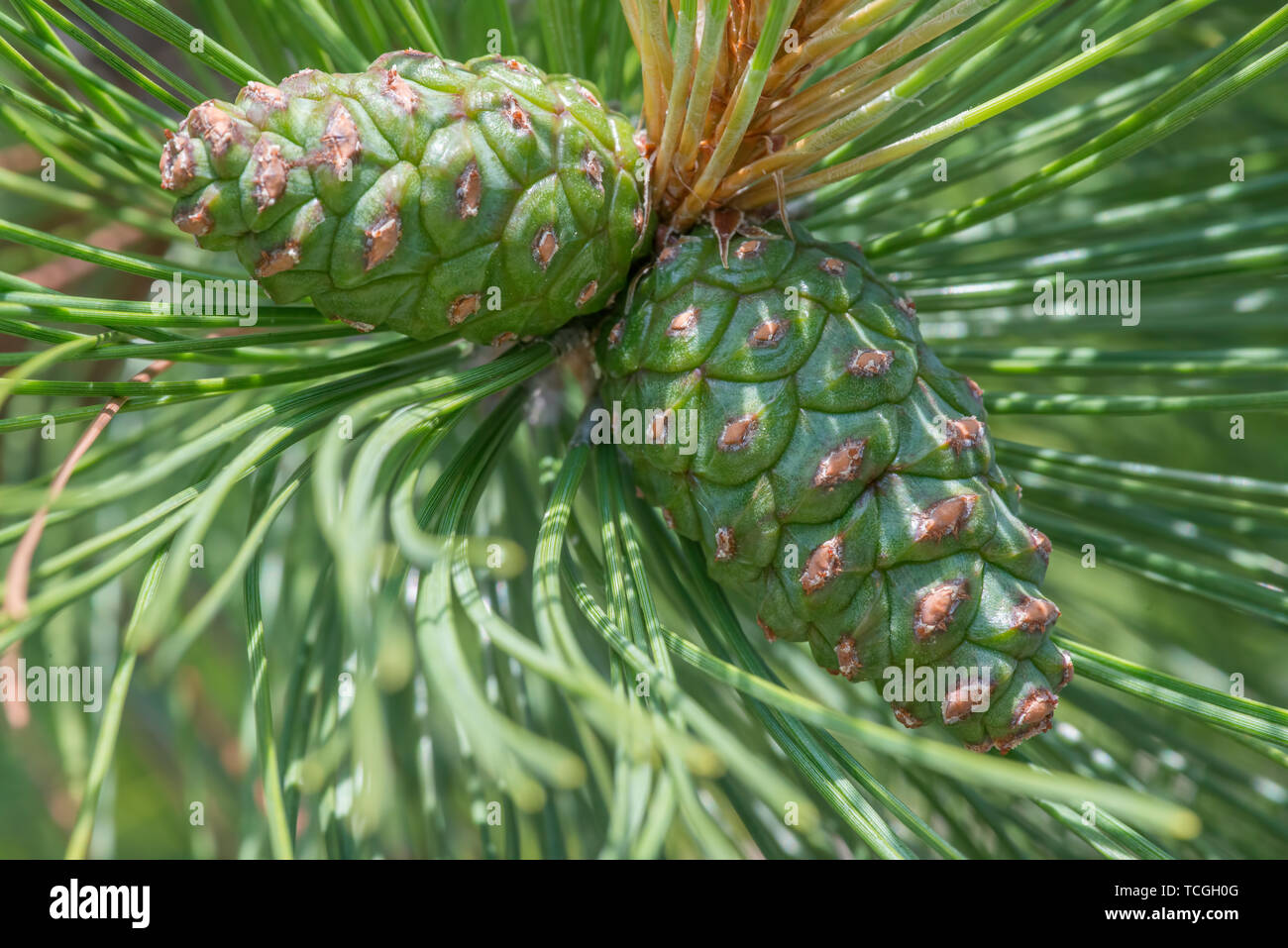 Fir tree boundary hi-res stock photography and images - Alamy