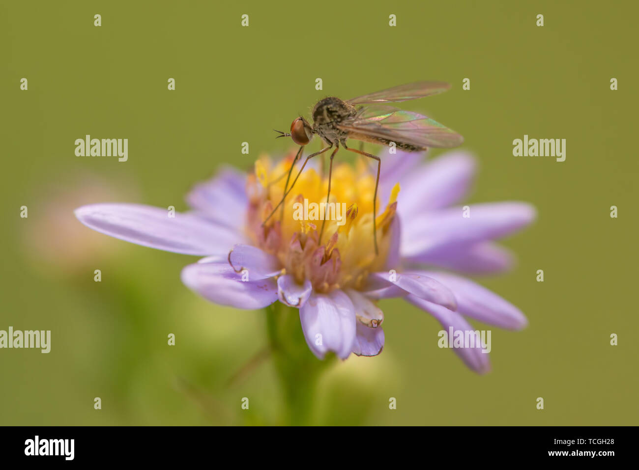 Cute small fly species (think empididae but not certain) on a beautiful ...