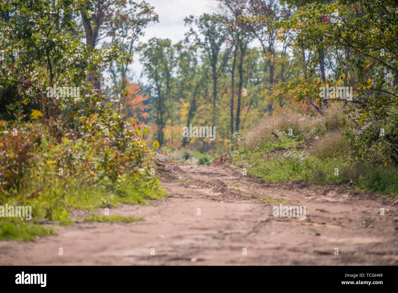 Dirt logging path in forest in Northern Wisconsin in Governor Knowles ...
