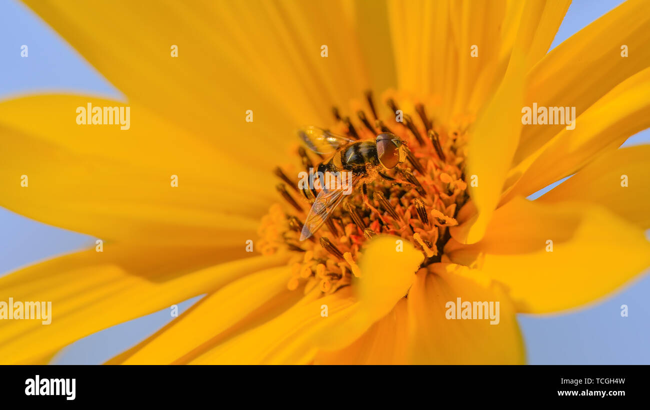 Flower fly with great detail on a beautiful yellow sunflower with a ...