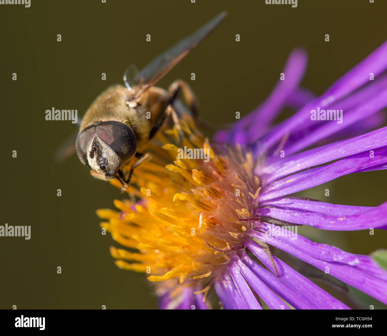 Closeup detailed image of furry fly species on a beautiful purple ...