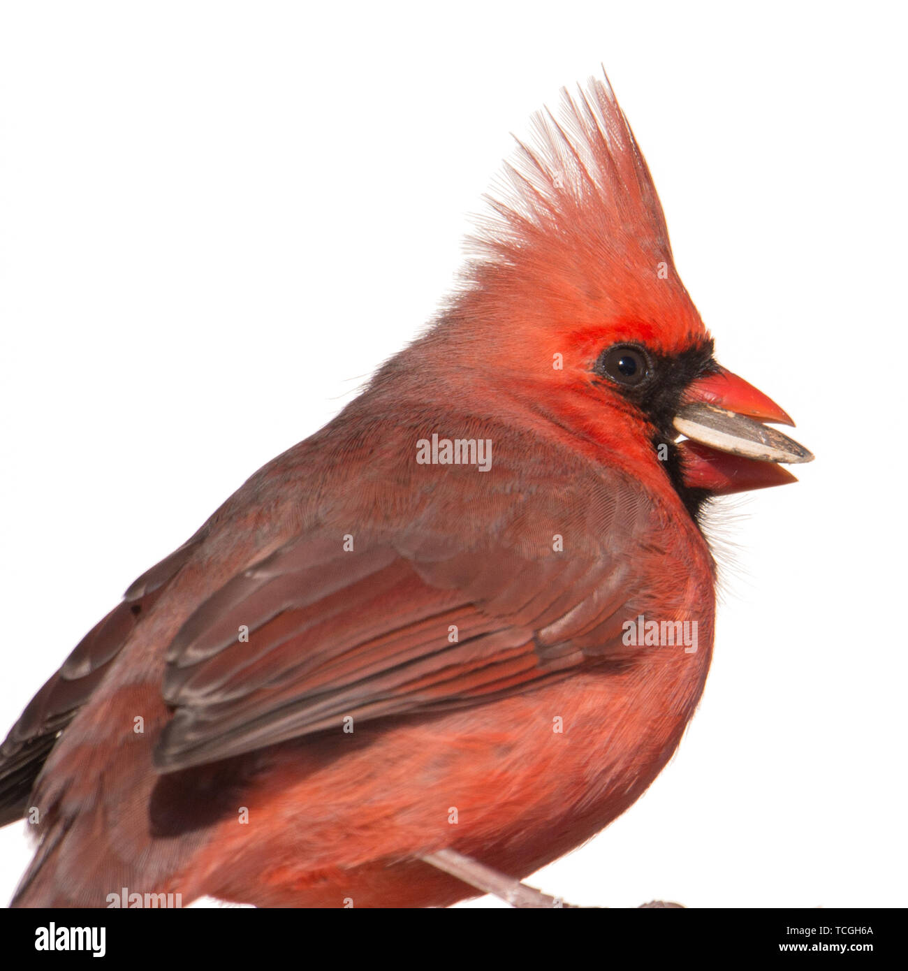 Isolated cardinal with white background Stock Photo - Alamy