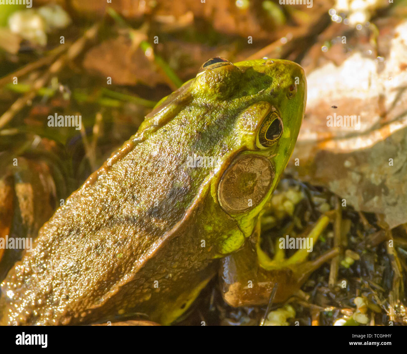 Frog rana clamitans hi-res stock photography and images - Alamy