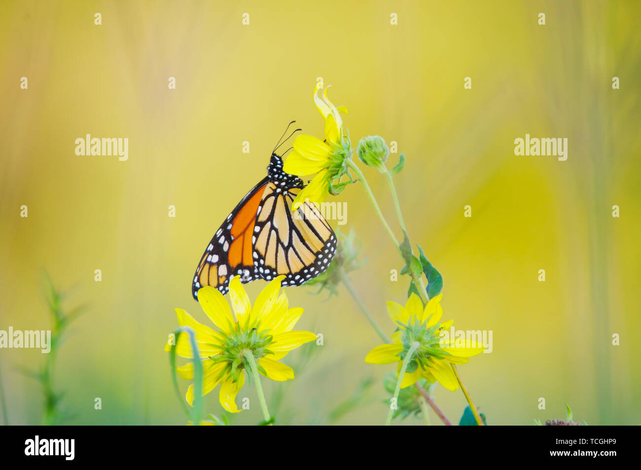 Monarch butterfly on wildflower in Crex Meadows Wildlife Area Stock ...