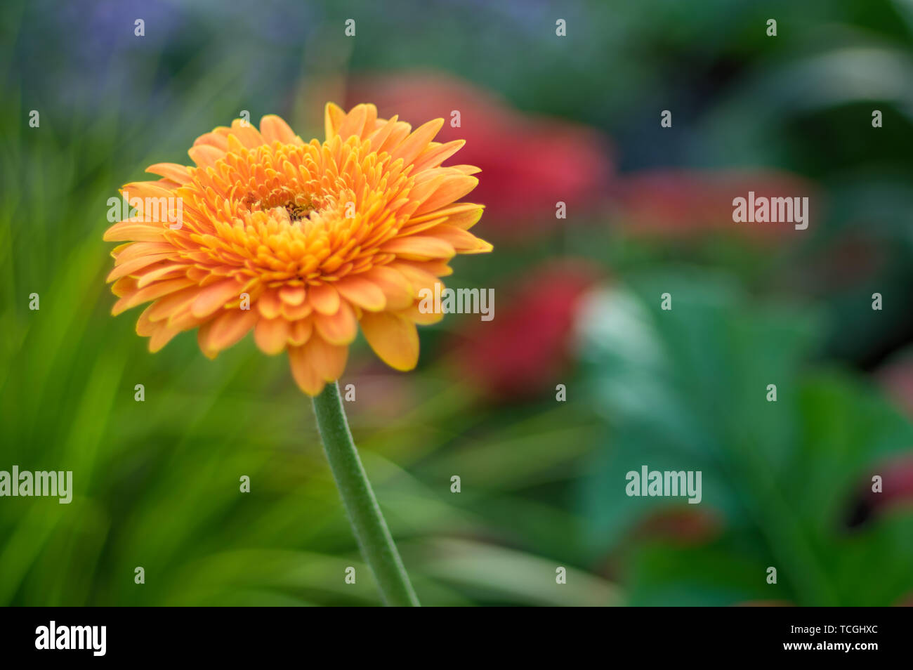 Beautiful detailed isolated closeup of a single orange flower with ...