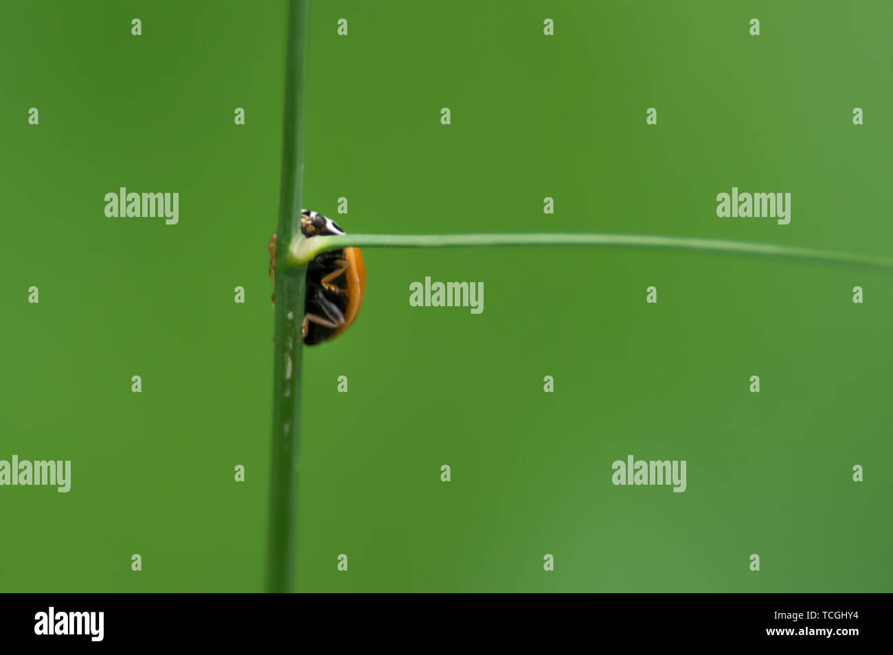 Underside of climbing lady bug on green grass with beautiful green ...