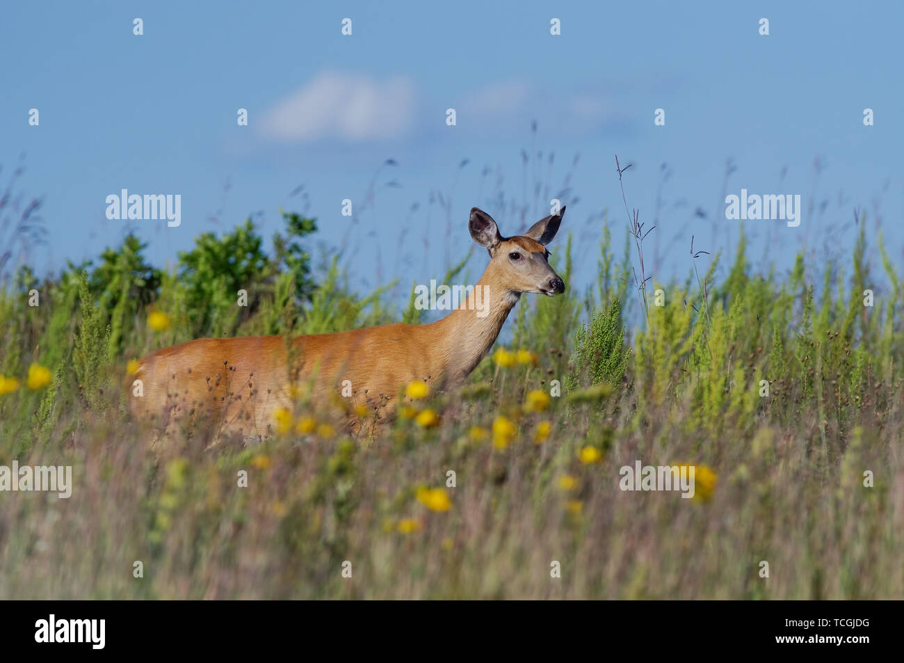 White tailed deer near hi-res stock photography and images - Alamy