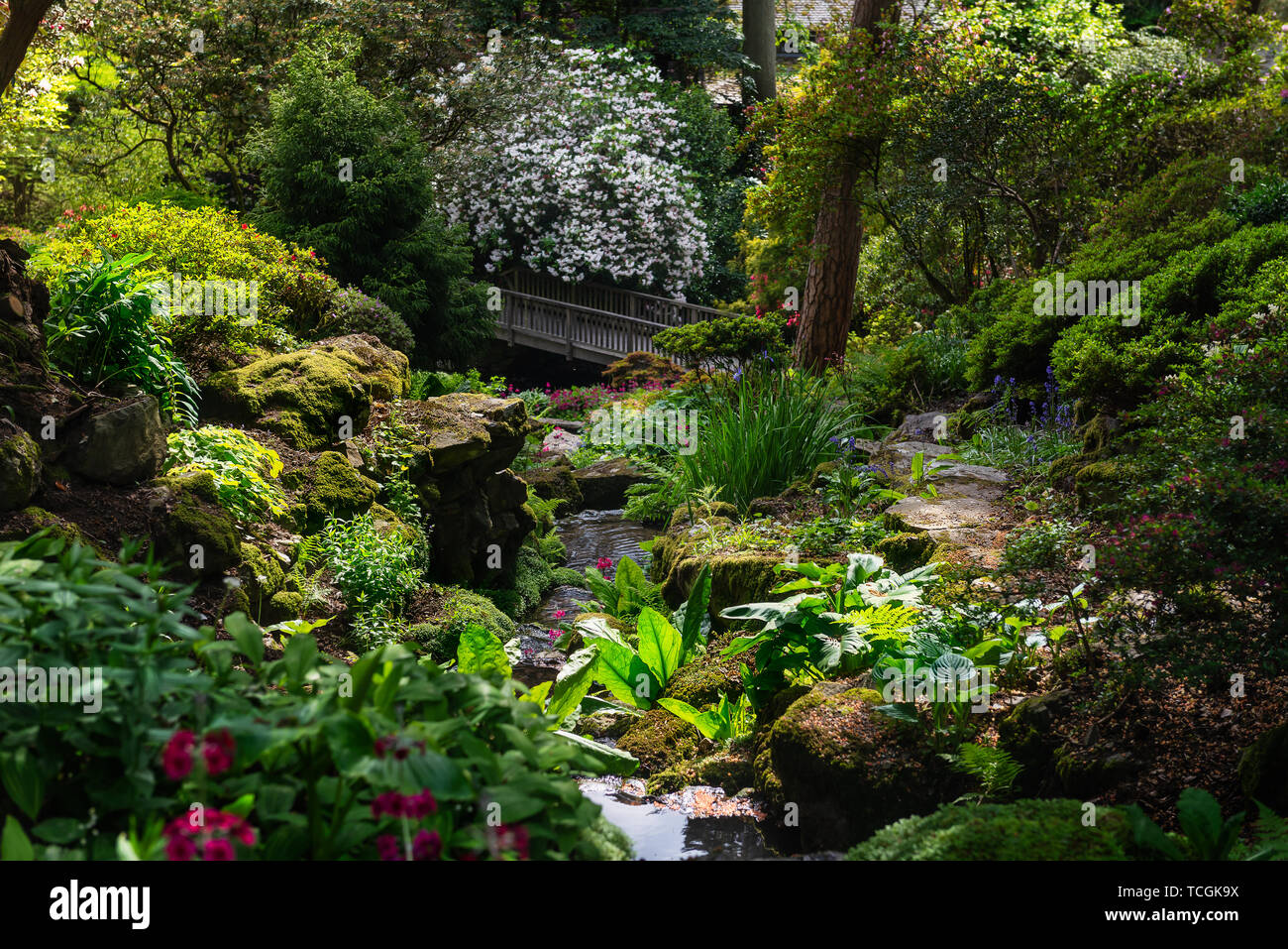 Beautiful Garden with blooming trees during spring time, Wales, UK ...