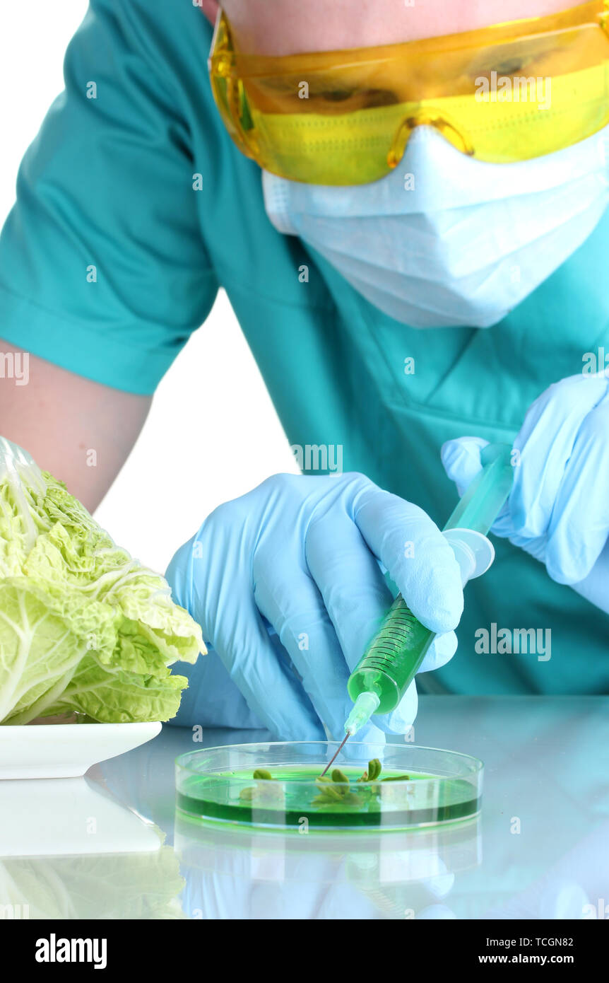 Scientist injecting GMO into the cabbage Stock Photo - Alamy