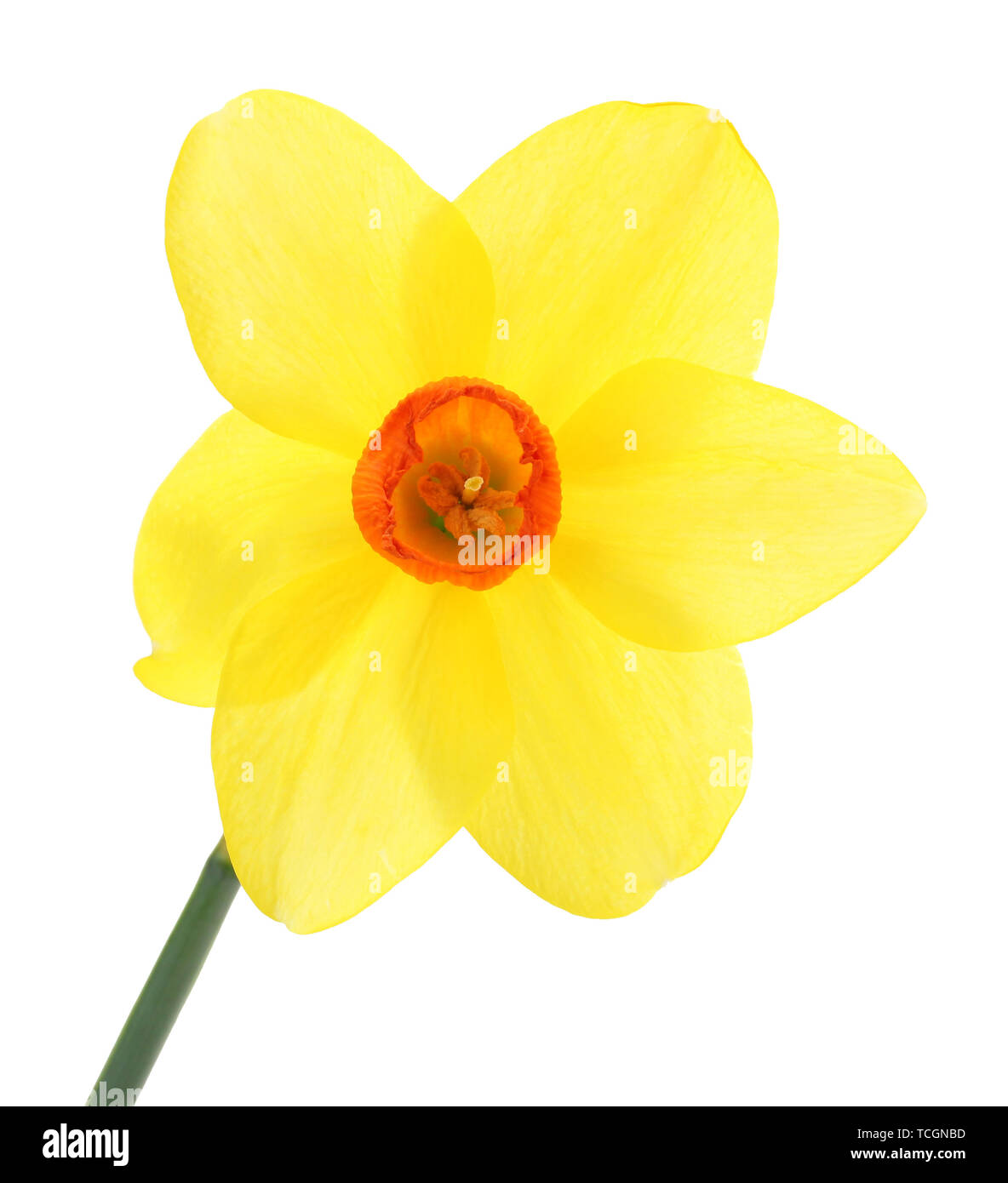 beautiful yellow daffodil isolated on white Stock Photo - Alamy