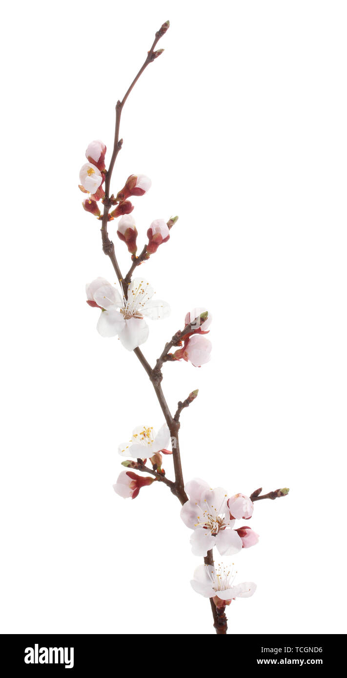Single cherry blossom Cut Out Stock Images & Pictures - Alamy