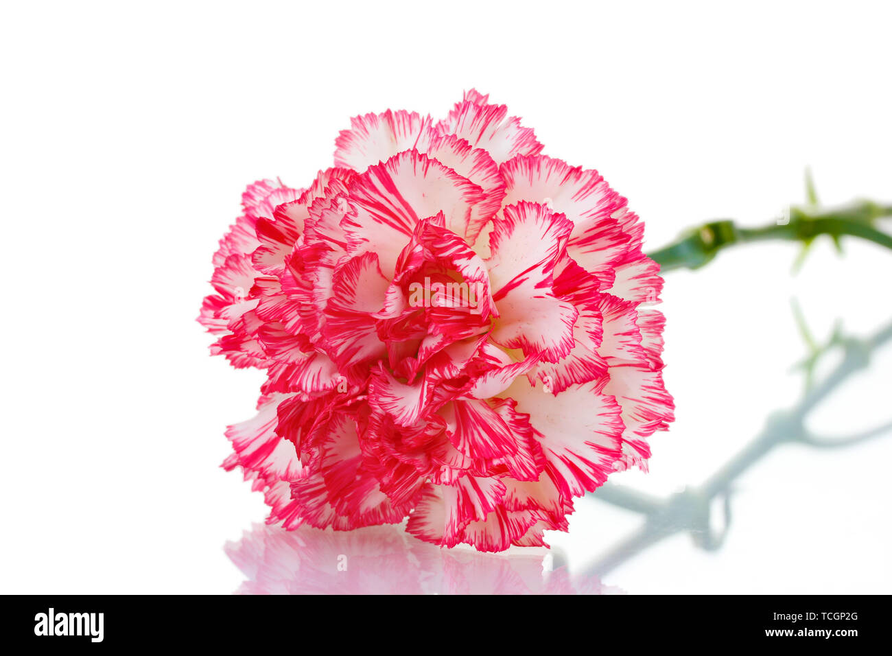 two pink beautiful carnation isolated on white Stock Photo - Alamy