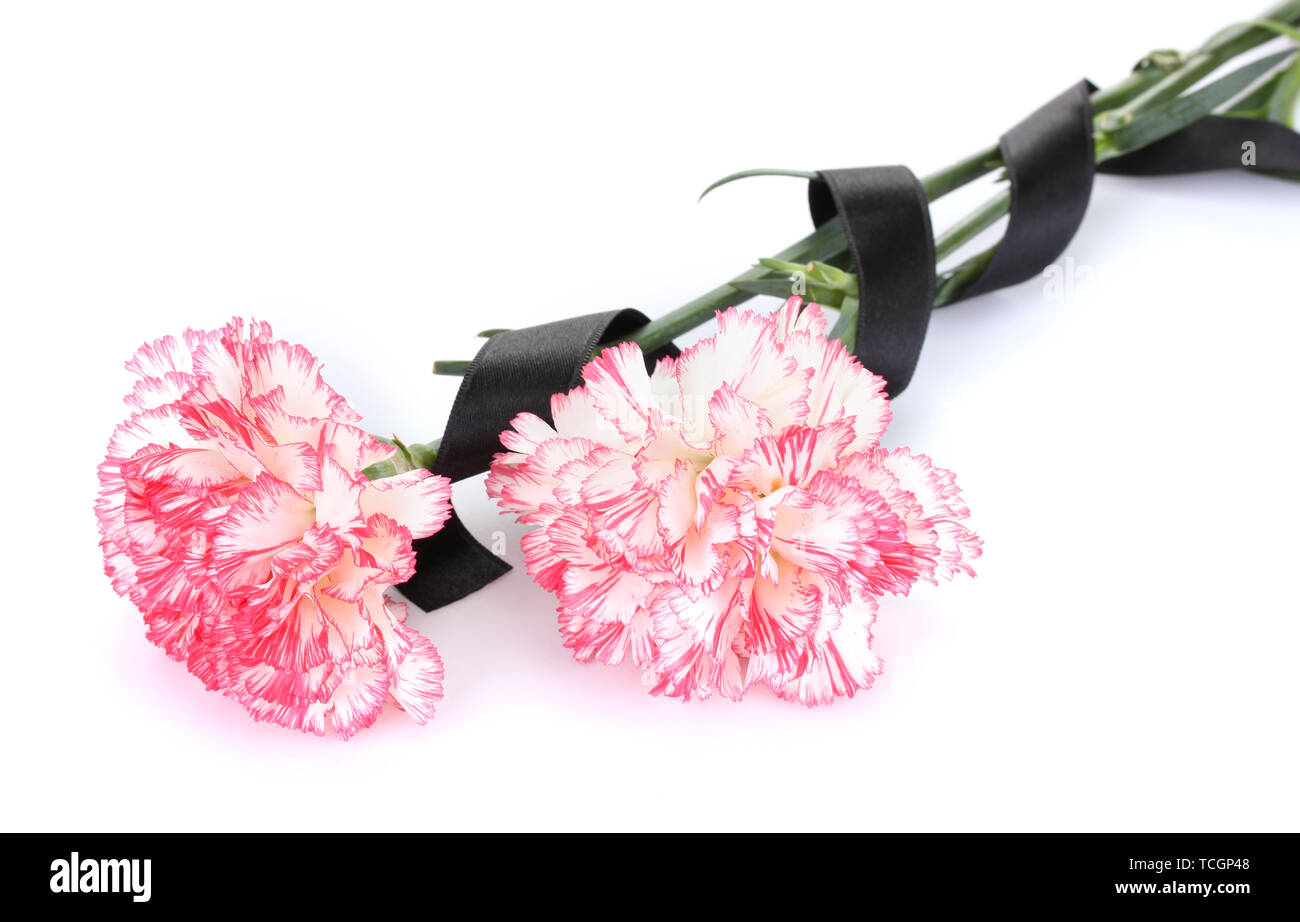 Two carnations on white background hi-res stock photography and images ...