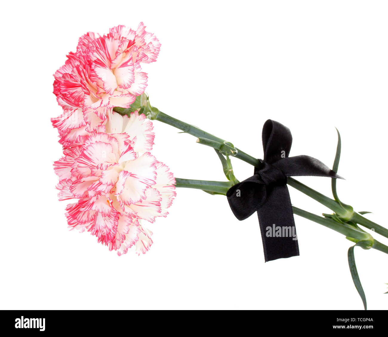 Two carnations on white background hi-res stock photography and images ...